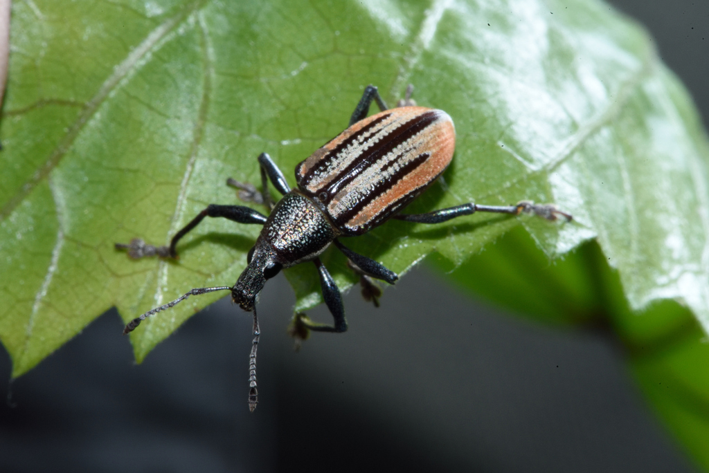 Diaprepes Root Weevil from São Martinho, Funchal, Portugal on September ...