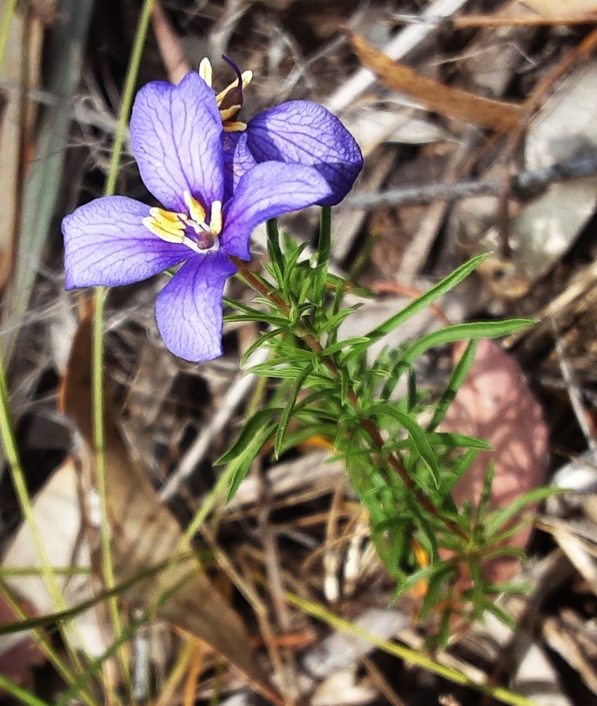finger flower from Mount Marsden NSW 2849, Australia on November 15 ...