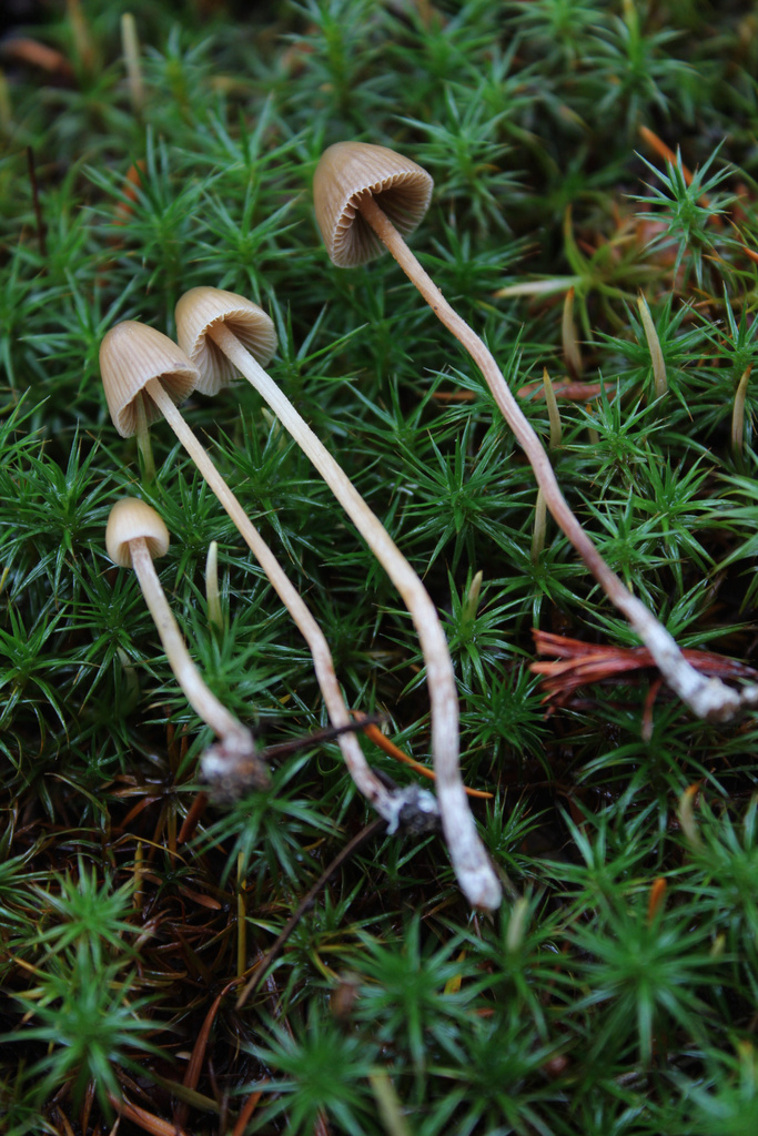 Psilocybe pelliculosa from South Kitsap Regional Park, Port Orchard, WA ...