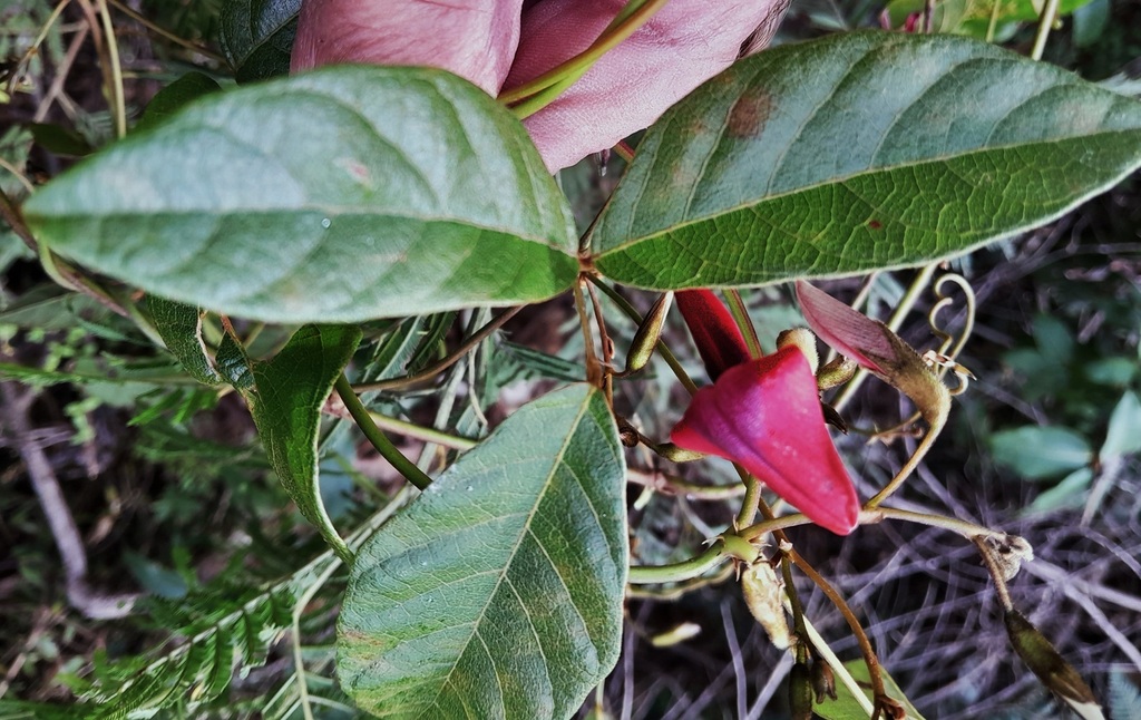 Dusky coral pea from Mount Marsden NSW 2849, Australia on November 15 ...