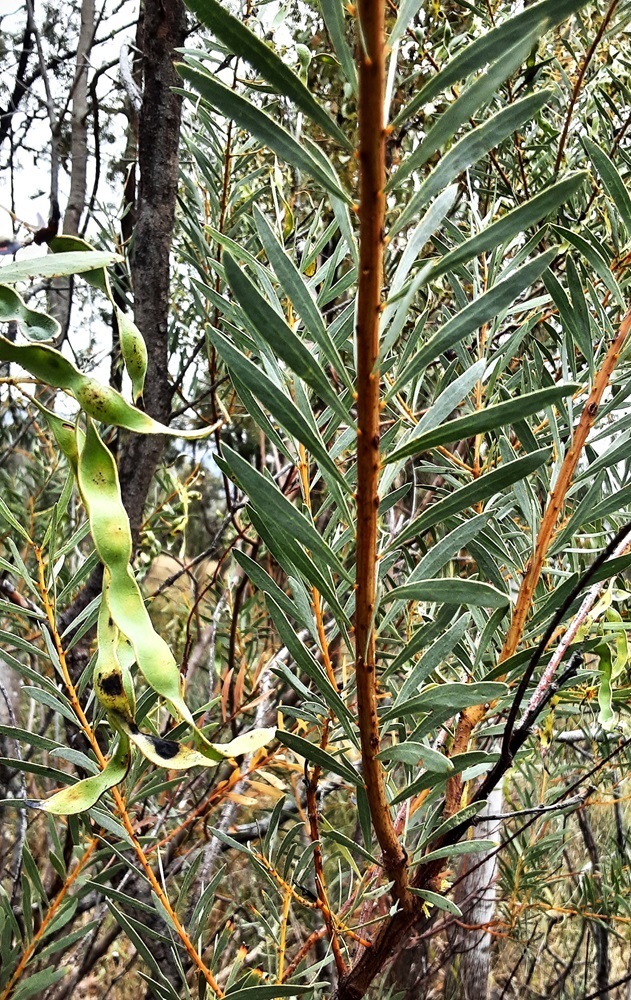 Golden Wattle from Bogee NSW 2849, Australia on November 15, 2024 at 02 ...