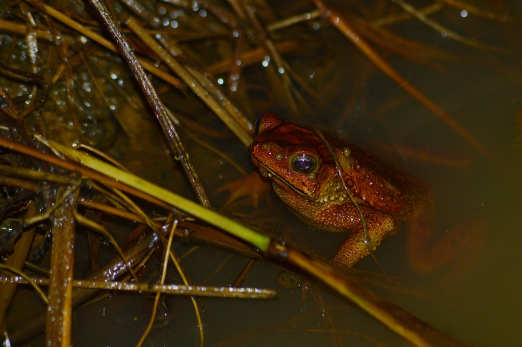 Green Climbing Toad from Puerto Viejo, Heredia, Sarapiquí, Costa Rica ...
