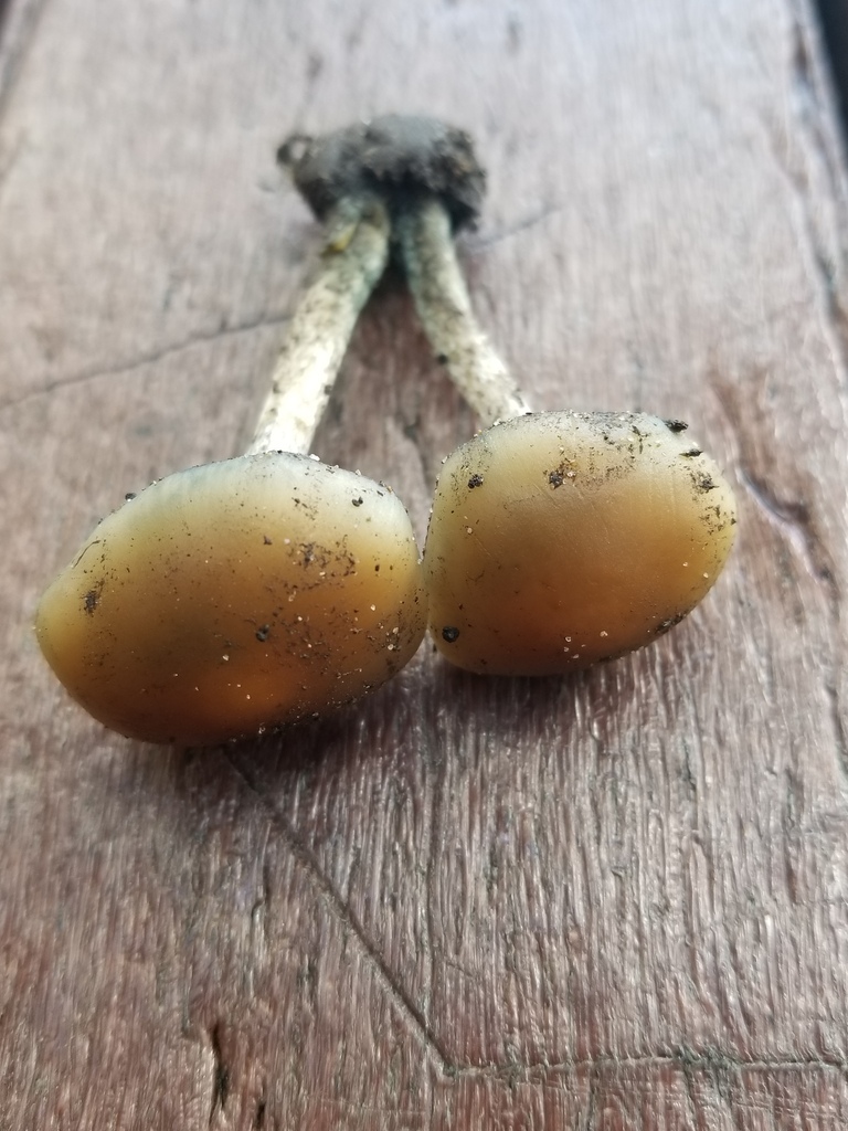 Wavy Cap in November 2024 by eleggua · iNaturalist