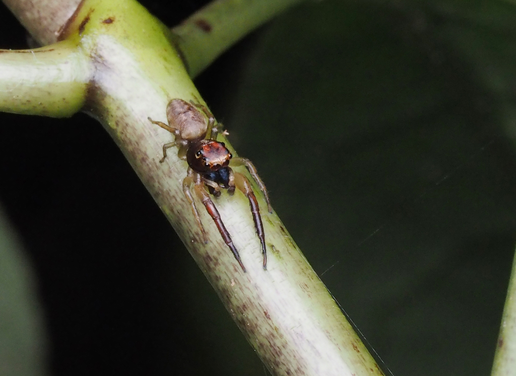 Trite from Ngongotahā Valley 3072, New Zealand on November 22, 2024 at ...