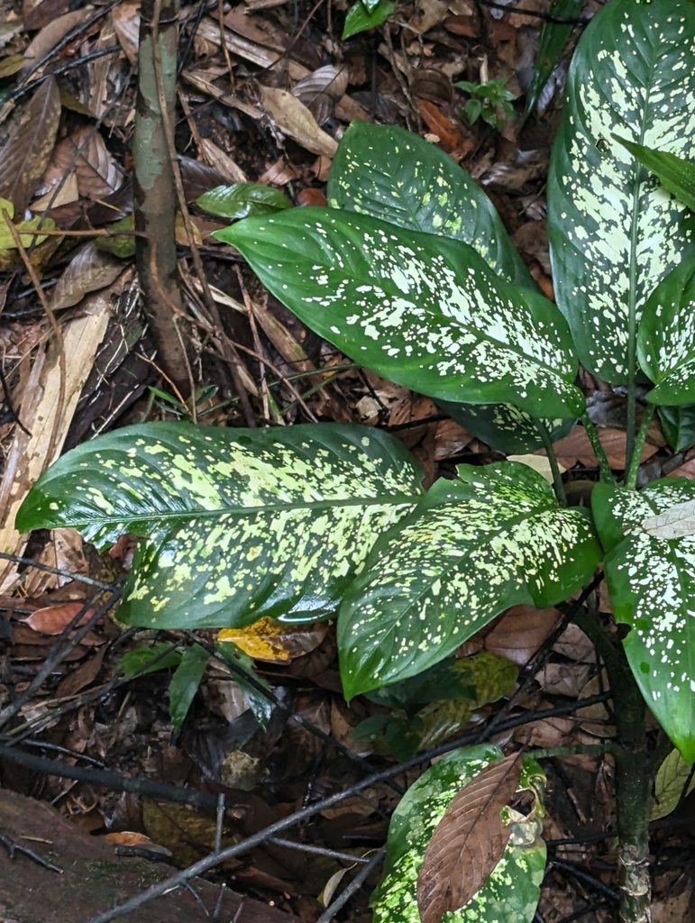 tuftroot from Central Catchment, North, SG on November 23, 2024 at 04: ...