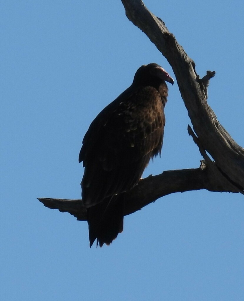 Turkey Vulture from Maud Rd., Colbert County, AL, USA on November 23 ...