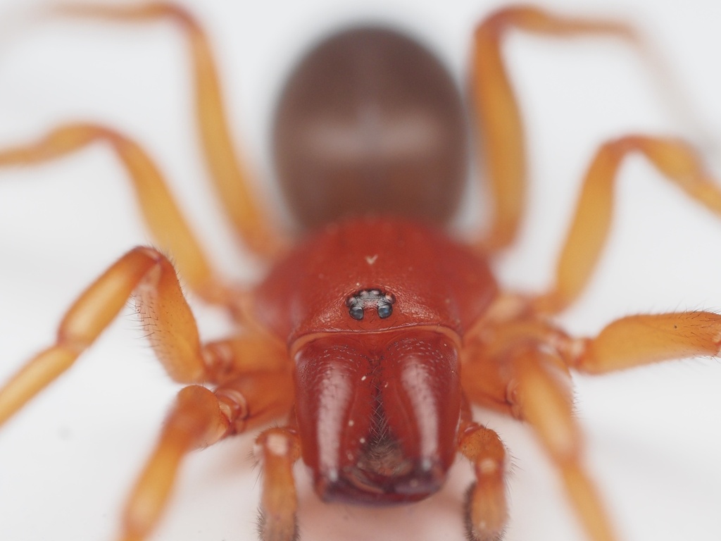 Woodlouse Spider from Village Green, Ruawai, Northland, NZ on November ...