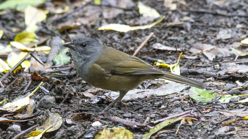 Olive Whistler from Balook VIC 3971, Australia on June 6, 2014 at 01:47 ...