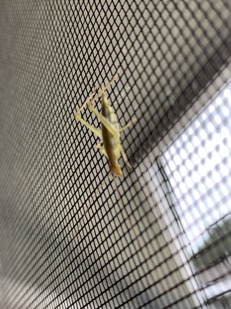 Common Tree Crickets from Norma Ln, Grover Beach, CA, US on November 23 ...