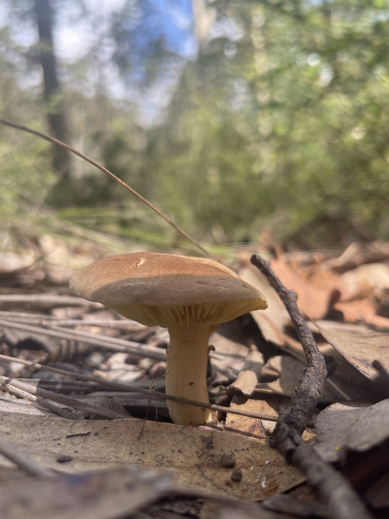 Phylloporus from Bunyaville Conservation Park, Bunya, QLD, AU on ...