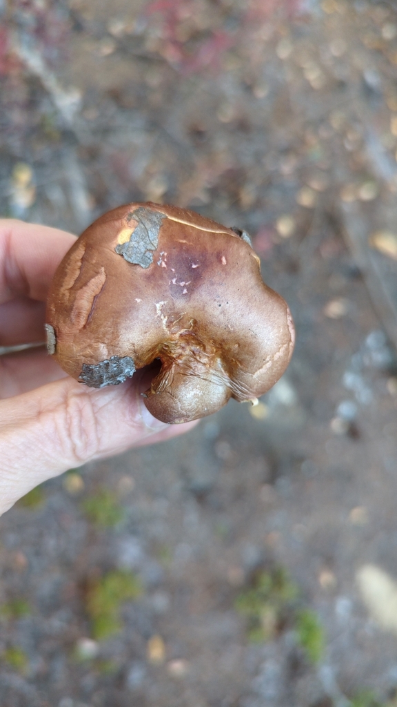 Pine Spikes from MVCJ+2F Copper Cliffs Climbing, Whitehorse, YT Y0B 1Y0 ...
