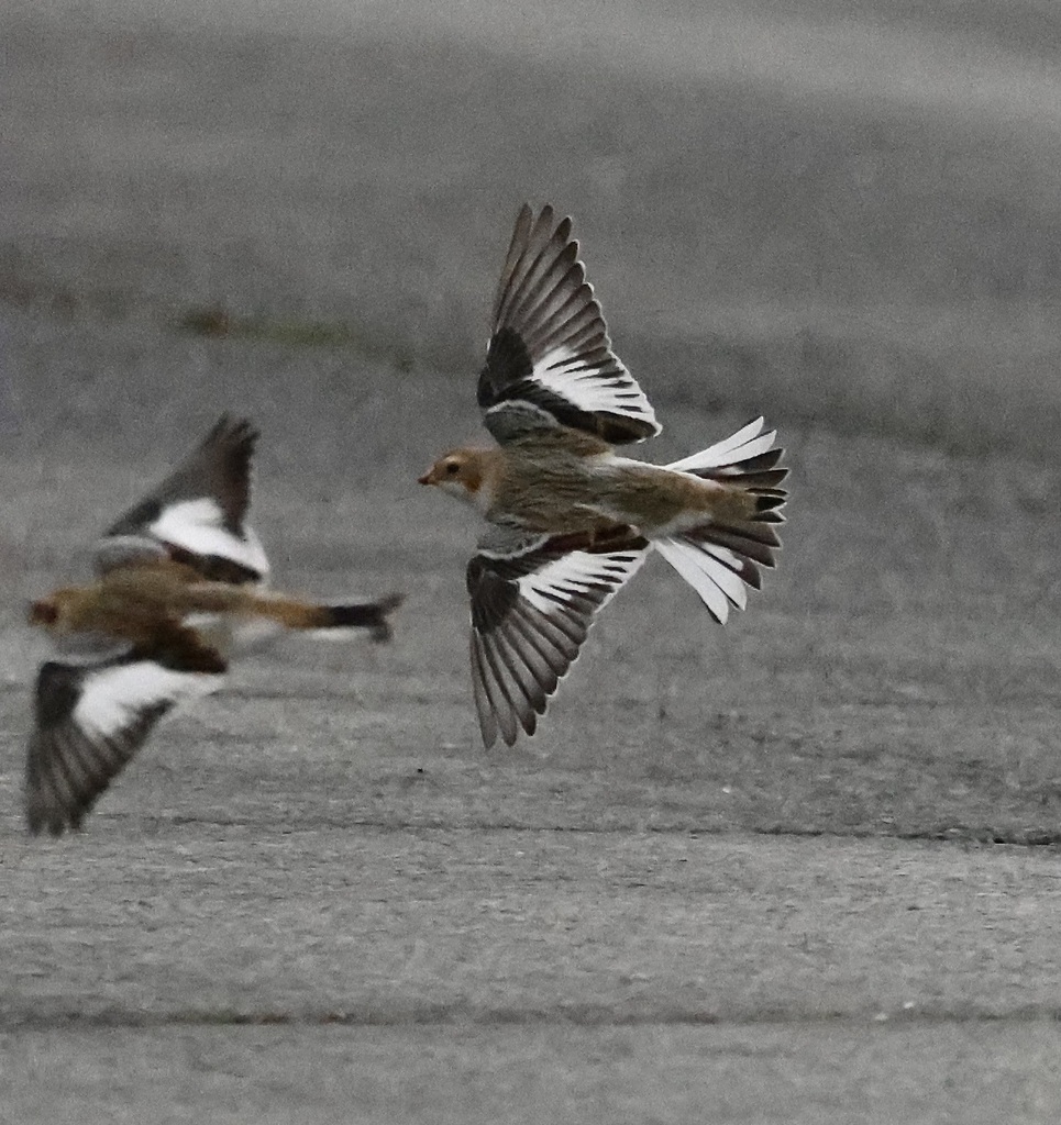Snow Bunting from Oregon, OH, USA on November 22, 2024 at 02:30 PM by ...