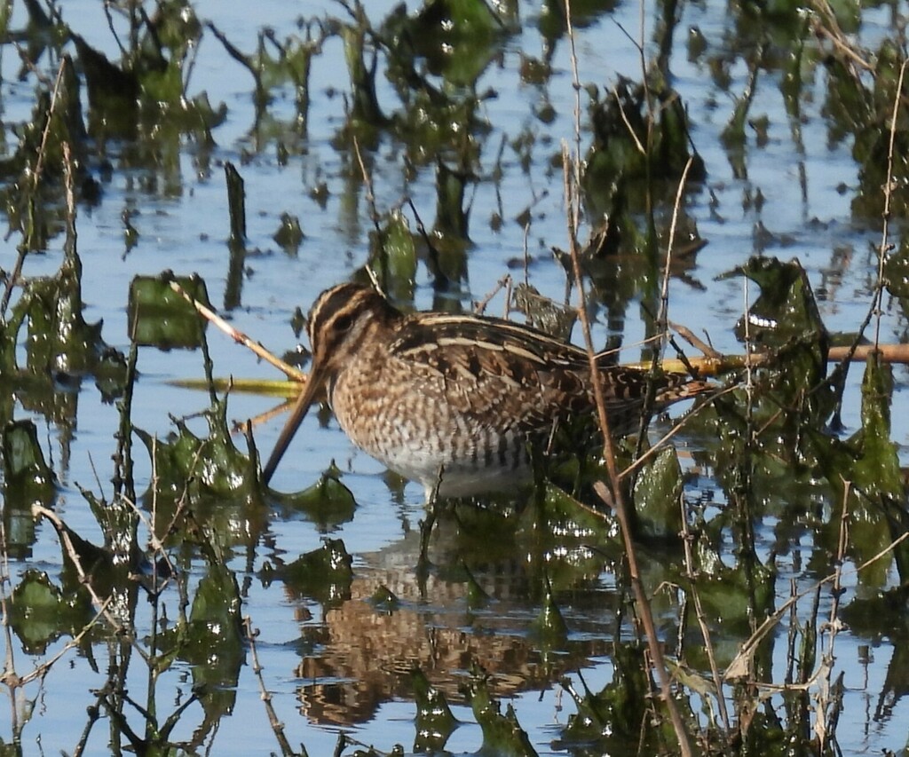 Wilson's Snipe from The Sinks, Fennel Rd., Colbert County, AL, USA on ...