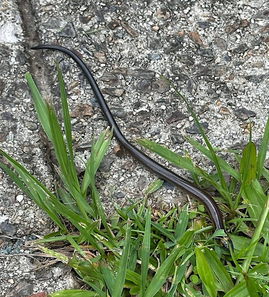 Three-clawed Worm-skink from Gaythorne, Brisbane QLD, Australia on ...