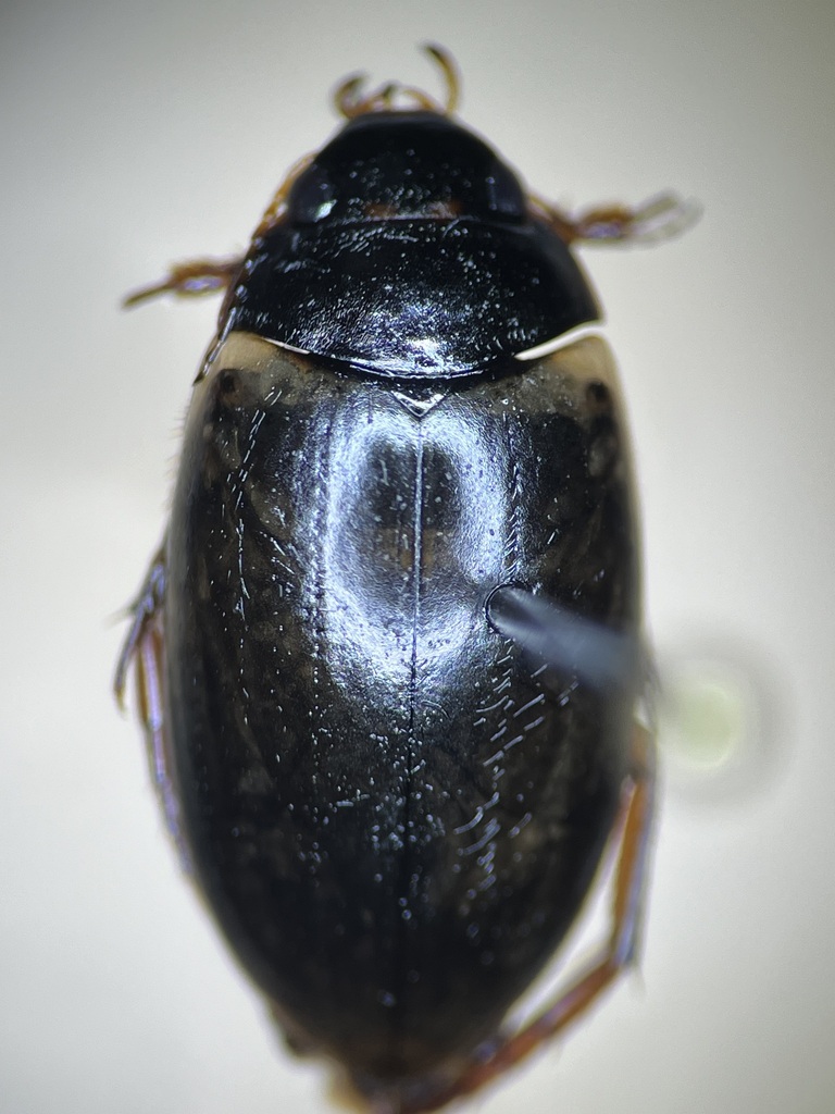 Agabus from Keizer, OR, USA on November 22, 2024 by Connor E. J. Graham ...