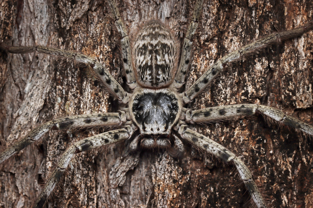 Banded Huntsman Spiders from Danggali SA 5417, Australia on November 17 ...