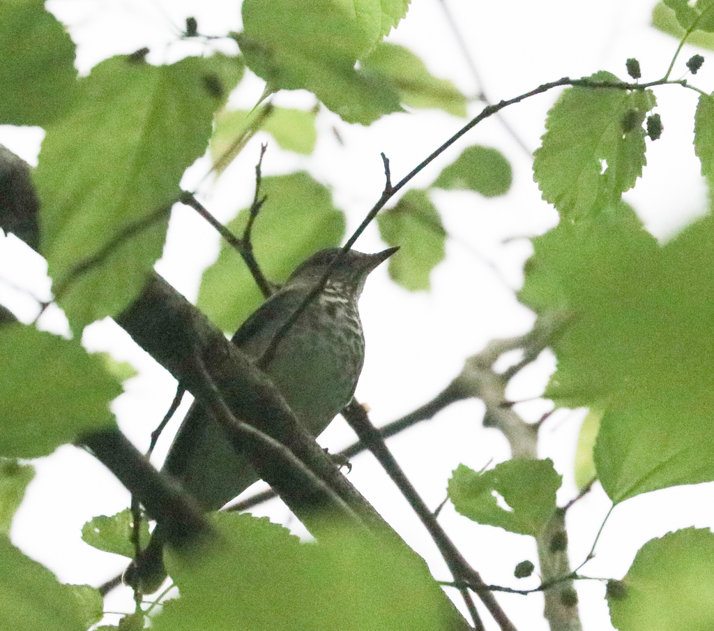 Gray-cheeked Thrush from Albemarle County, VA, USA on May 17, 2020 at ...