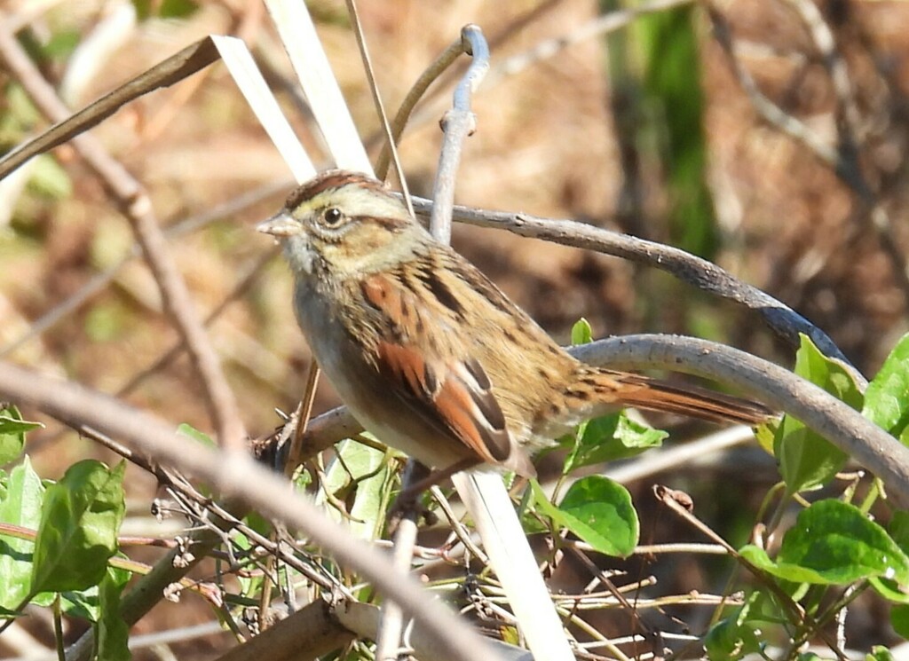 Swamp Sparrow from Town Creek Marsh, River Rd., Colbert County, AL, USA ...