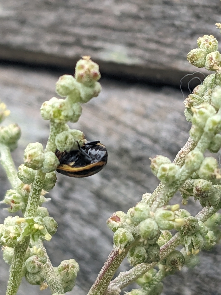 Micraspis furcifera in November 2024 by aidanf15 · iNaturalist