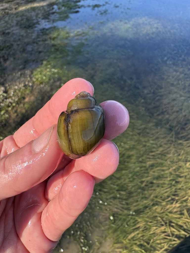 Pointed Campeloma in November 2024 by kingjenna. Tennessee River ...