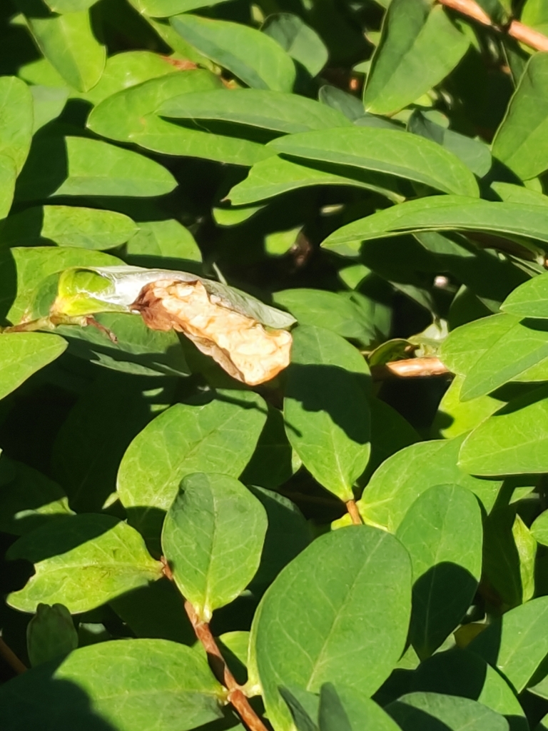 Insects from 日本 〒243-0434 on November 24, 2024 at 11:17 AM by ...