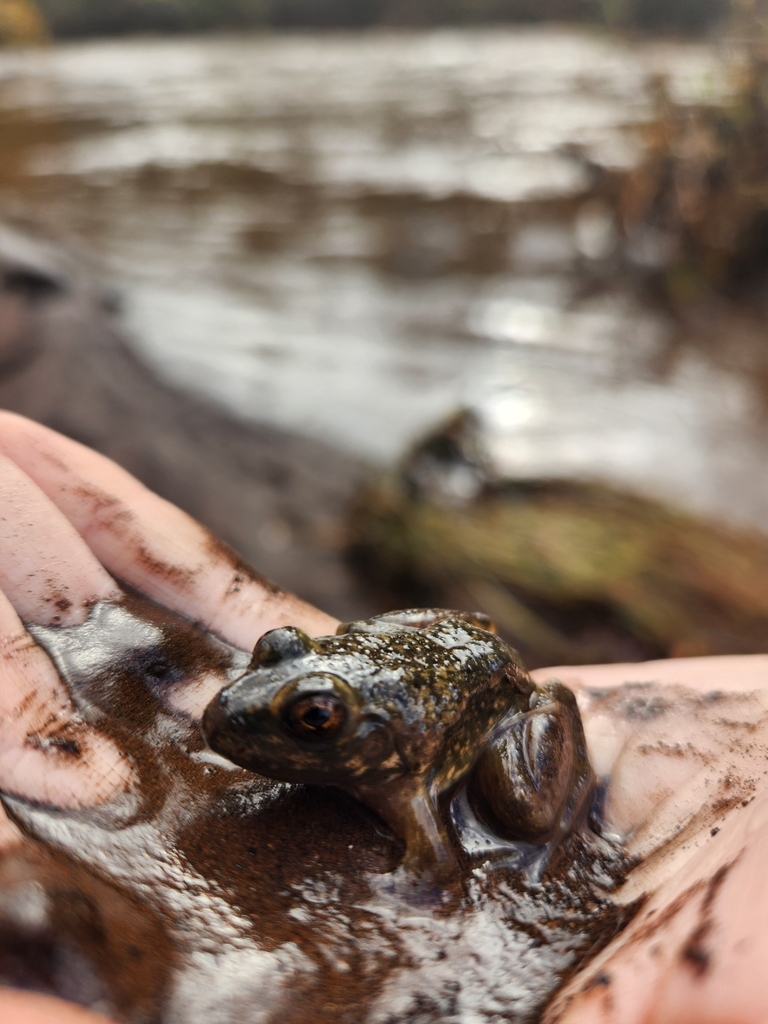 American Bullfrog from Chico, CA, USA on November 23, 2024 at 11:12 AM ...