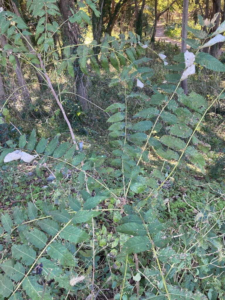 ailanthuses from 相模三川公園, 海老名市, 神奈川県, JP on November 24, 2024 at 11:23 ...