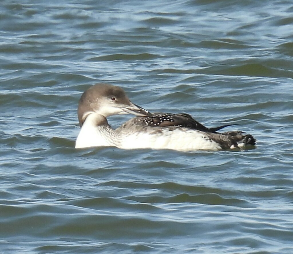 Common Loon from Wheeler Dam, Lawrence County, AL, USA on November 23 ...
