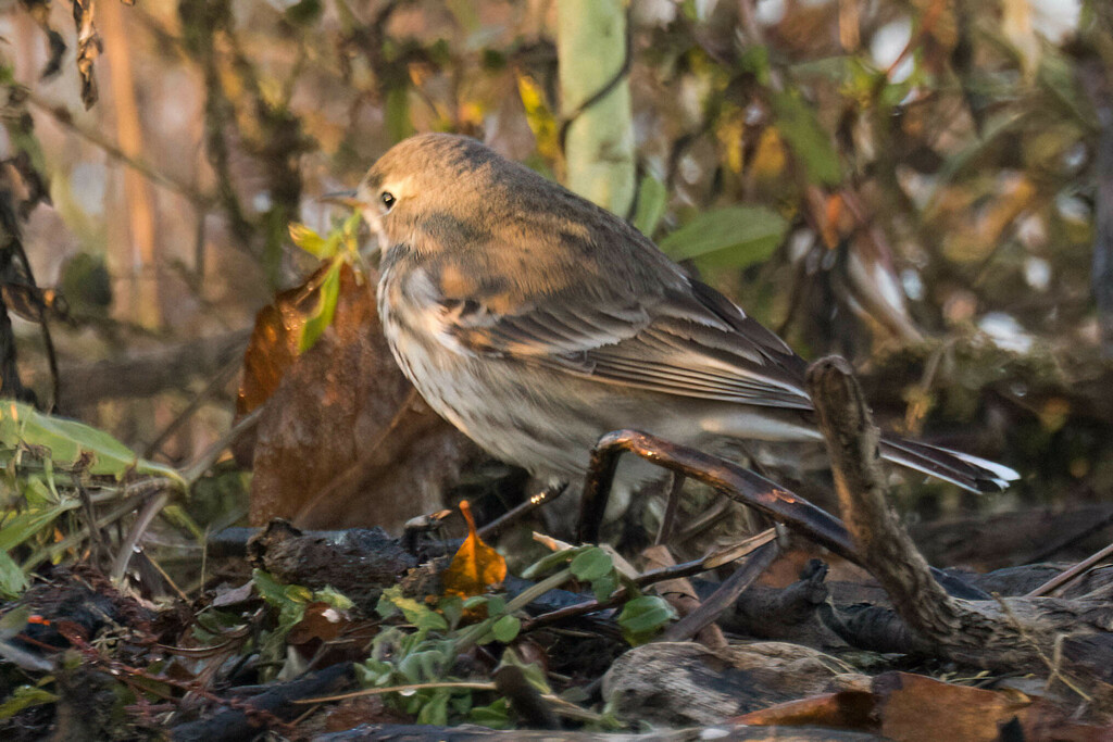 American Pipit from 6465 Refuge Rd, Sherman, TX 75092, USA on November ...