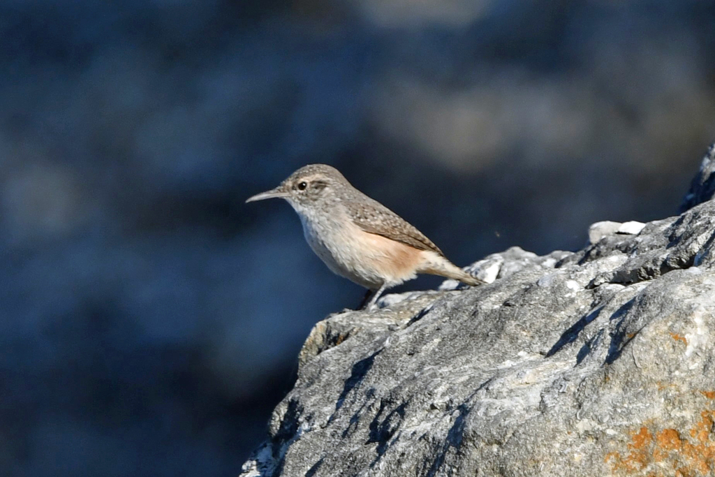 Rock Wren from Tarrant County, TX, USA on November 23, 2024 at 04:06 PM ...