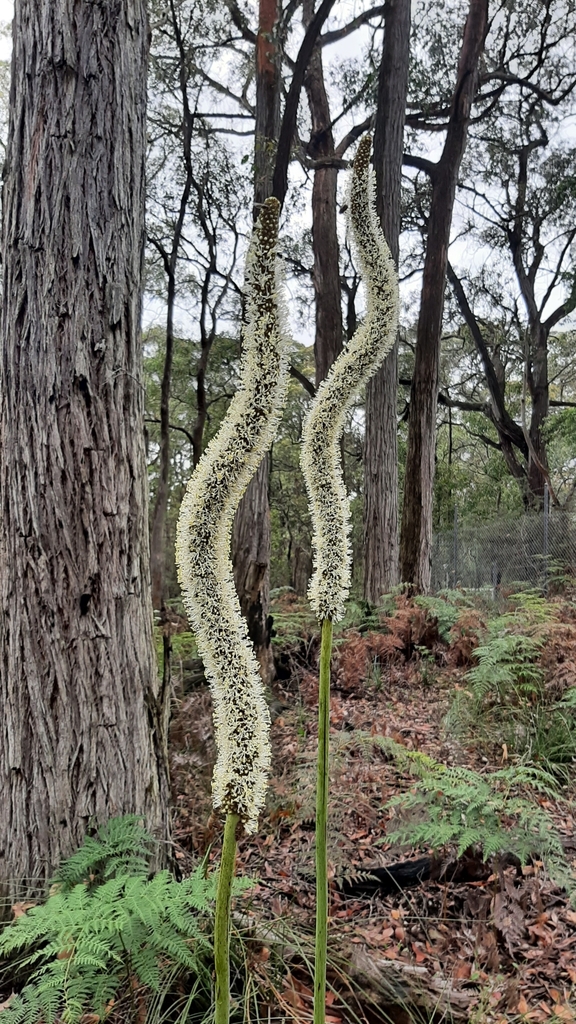Small Grass-tree from Enfield VIC 3352, Australia on November 24, 2024 ...
