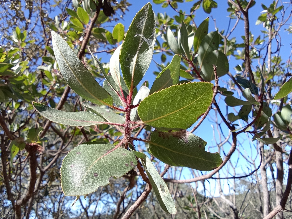Arbutus tessellata from CERCA, 37624 San Felipe, Gto., México on ...