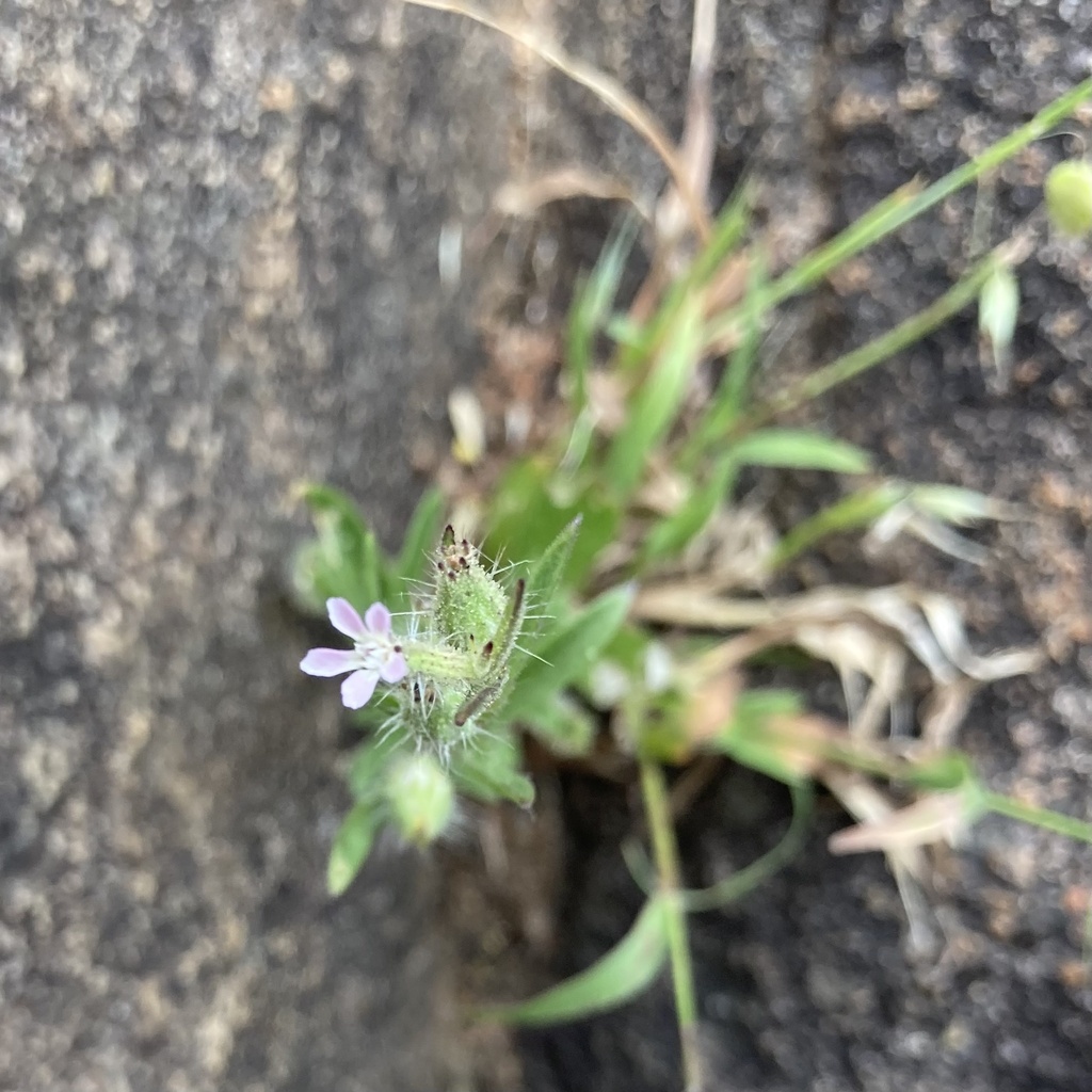 Common Small Catchfly from Lesmurdie Falls National Park, Forrestfield ...