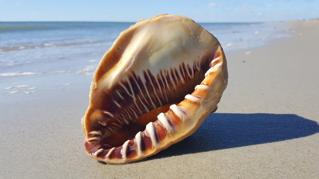 Emperor Helmet Snail from Harkers Island, NC 28531, USA on November 16 ...