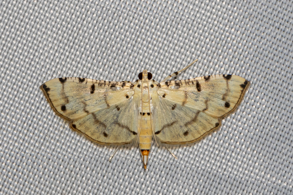 Pycnarmon from MCM Nature Discovery Villa (Stephen's Place), Fraser's ...
