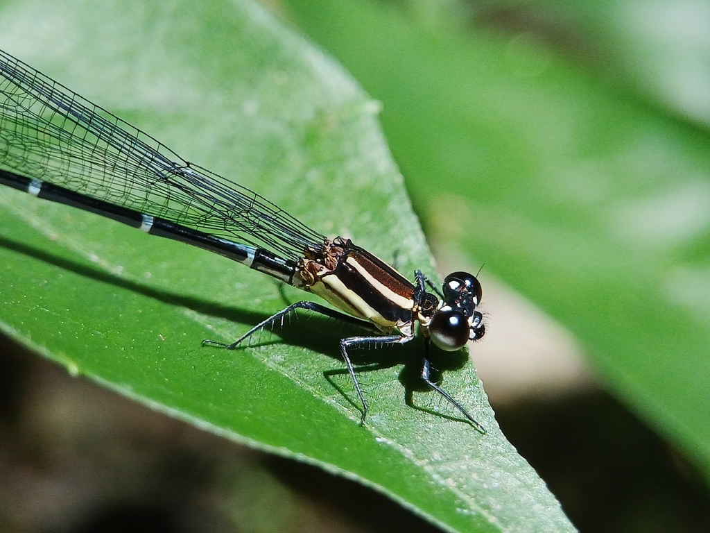 Oculate Dancer from Panamá, PA-PN, PA on November 23, 2024 at 12:30 PM ...