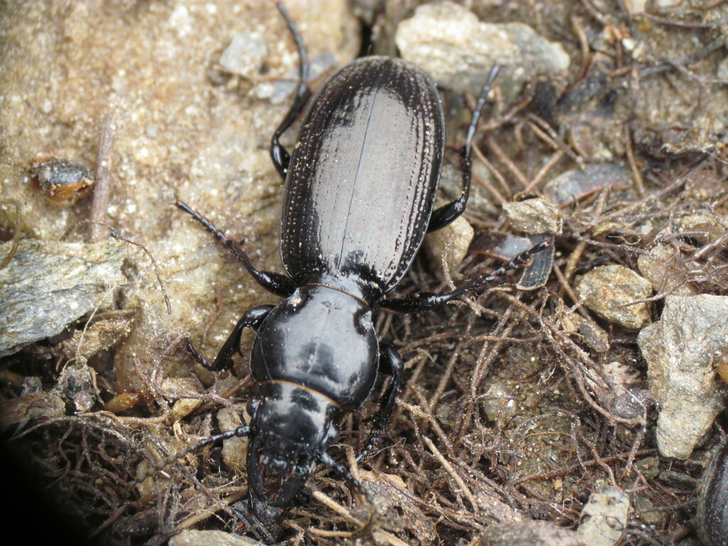 Ground Beetles from Mount Pisa, New Zealand on November 24, 2024 at 11: ...