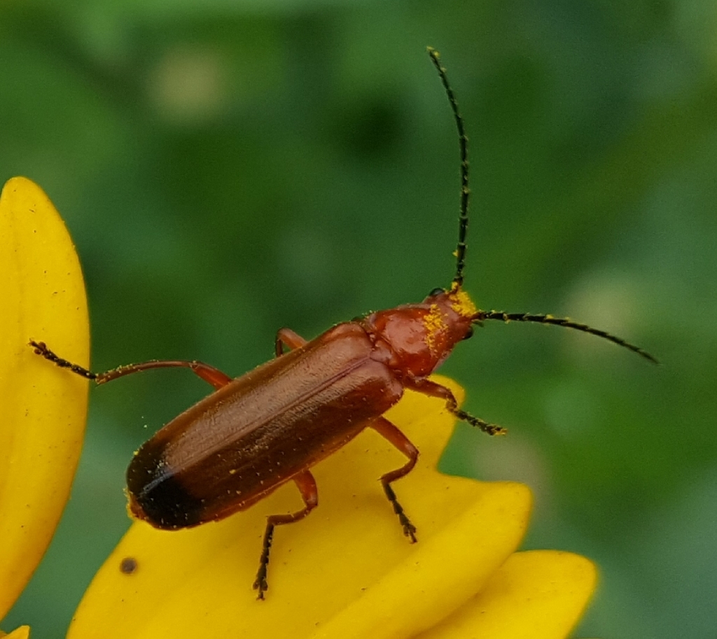 Common Red Soldier Beetle from Meadow Lane, Liverpool L11 1HW, UK on ...