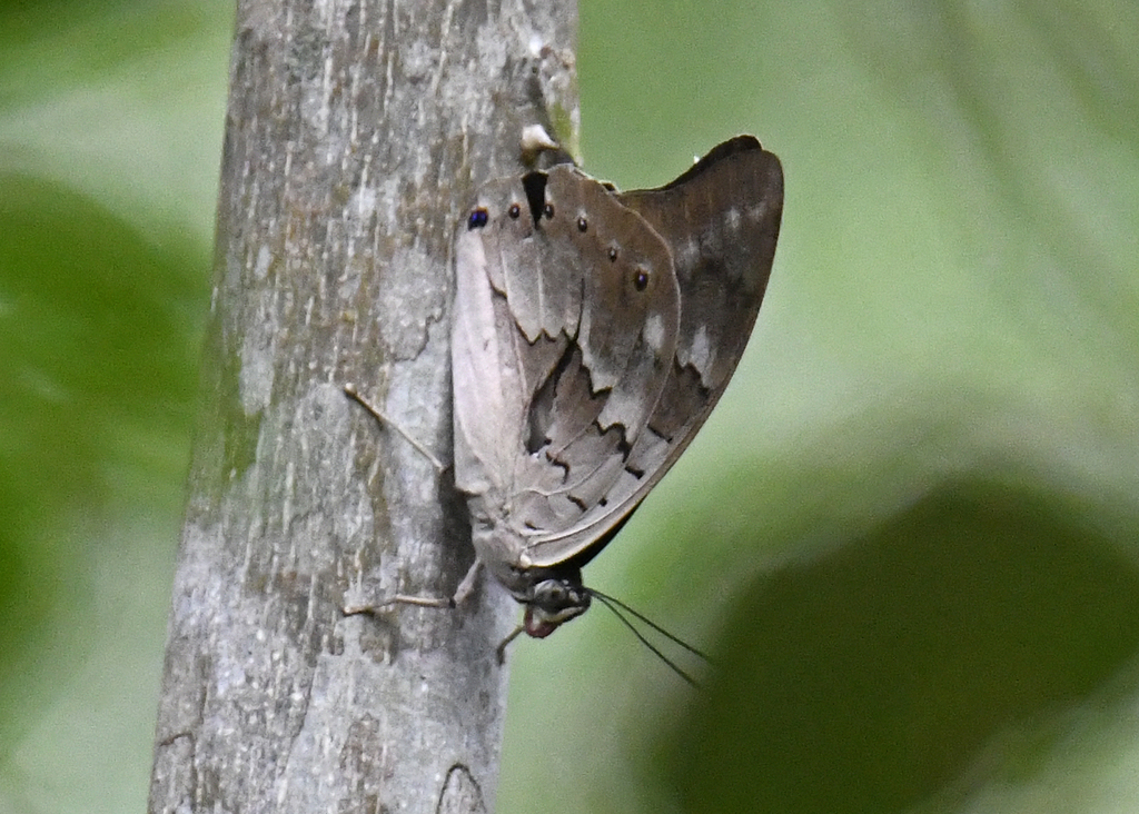 Two-spotted Prepona from Garrochales, Arecibo 00652, Puerto Rico on ...