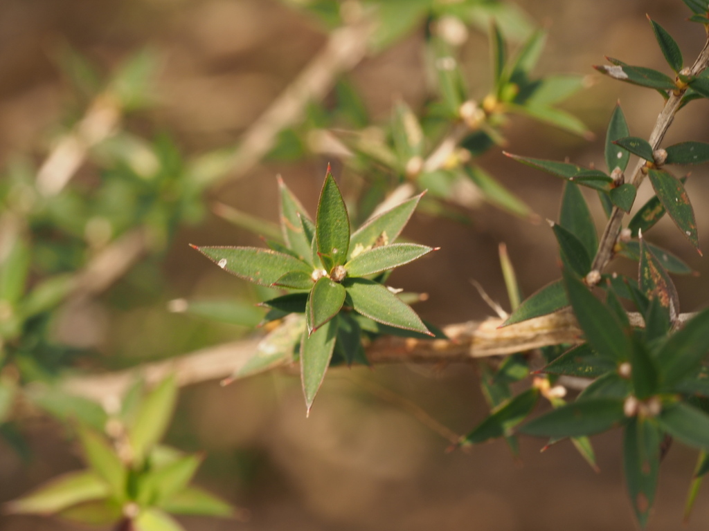 prickly tea-tree from Knox - North-West, Victoria, Australia on ...