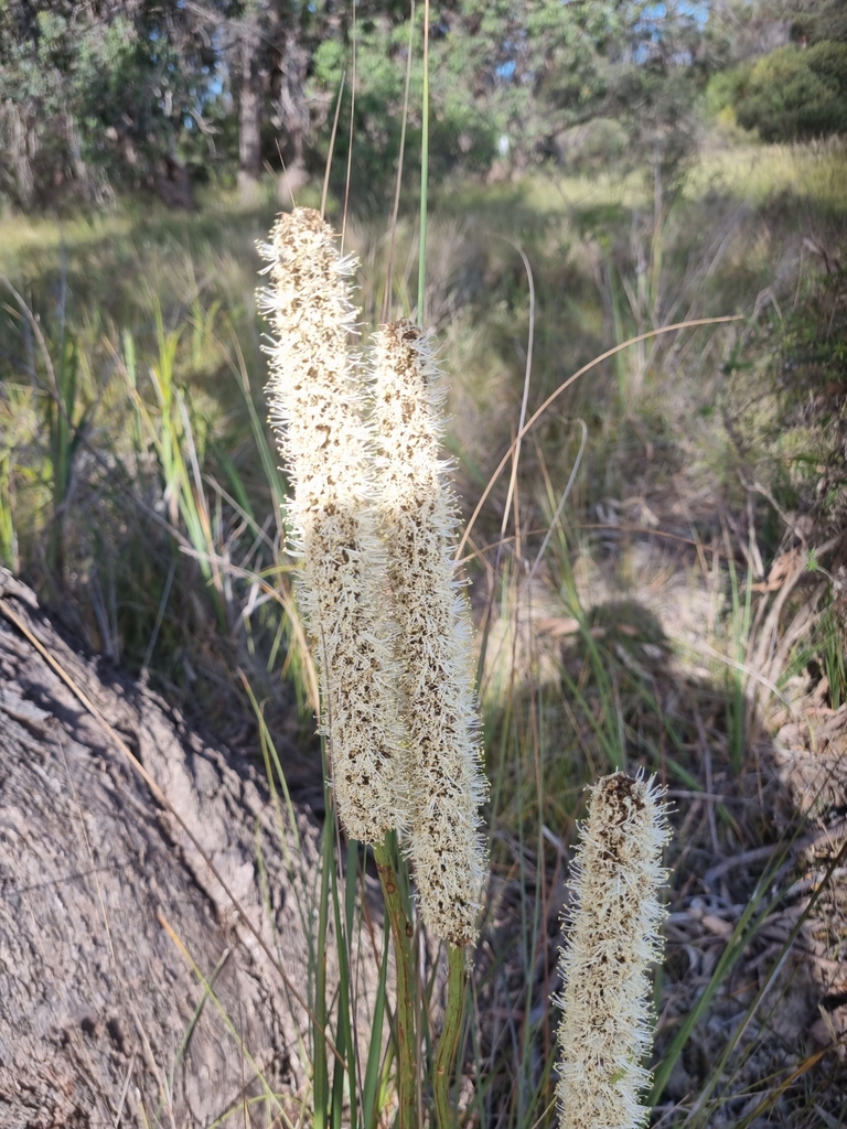 Small Grass-tree from Crib Point on November 20, 2024 at 05:17 PM by ...