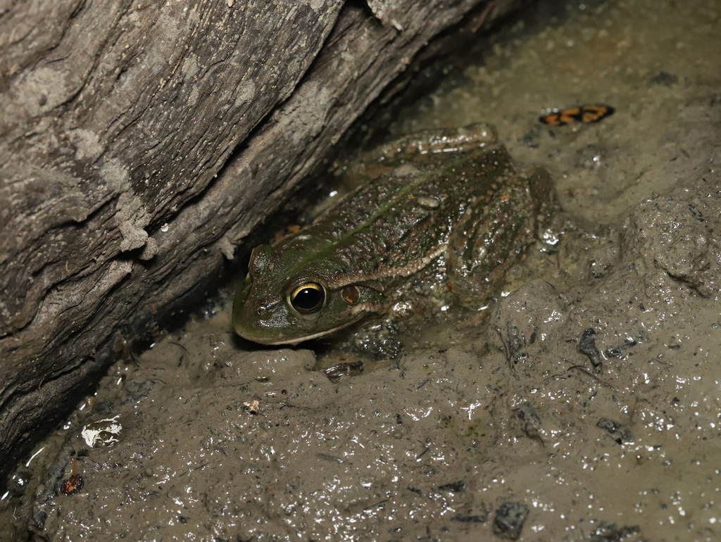 Southern Bell Frog in November 2024 by spacegecko · iNaturalist