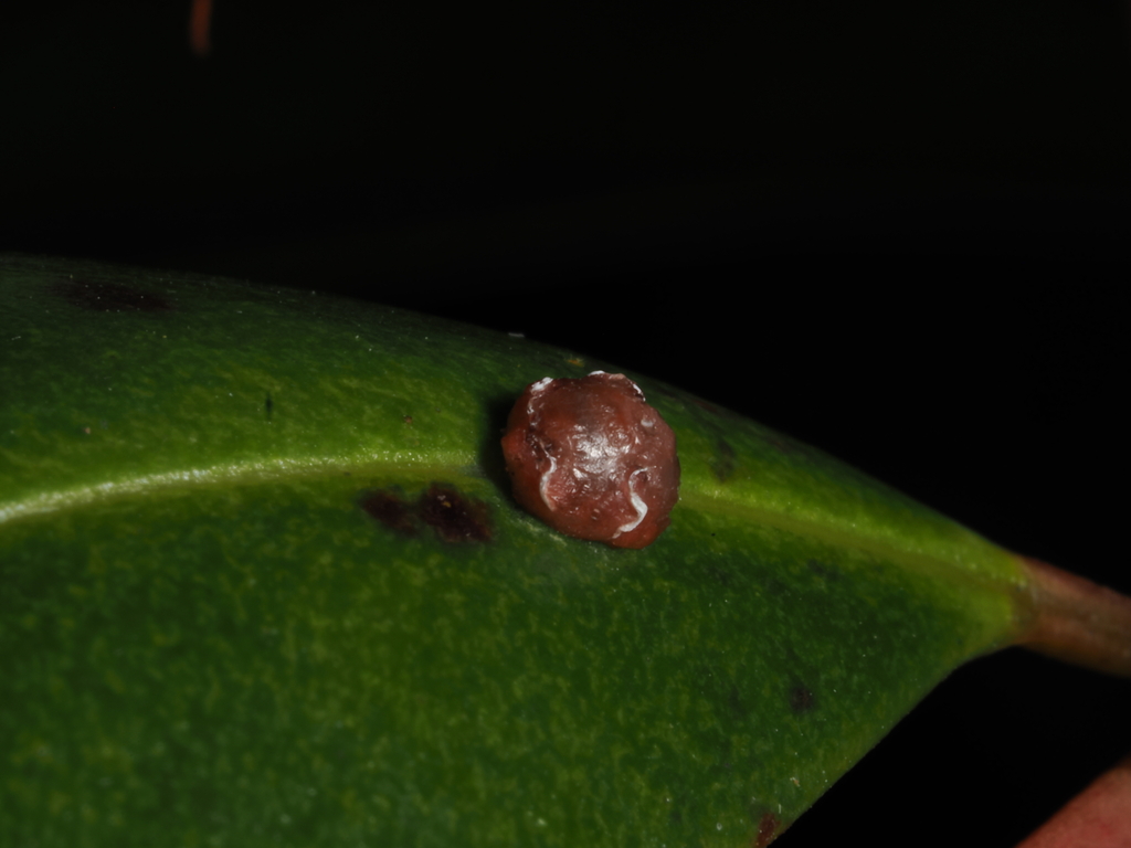 Pink wax scale from Wooli NSW 2462, Australia on November 24, 2024 at ...
