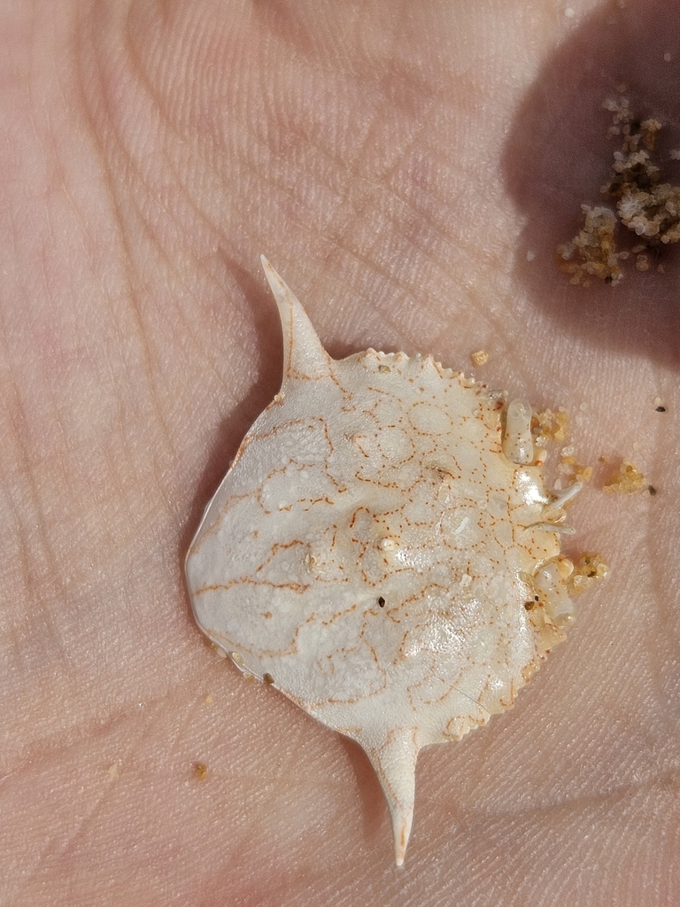 Flower Moon Crab from Killcare Heights NSW 2257, Australia on November ...