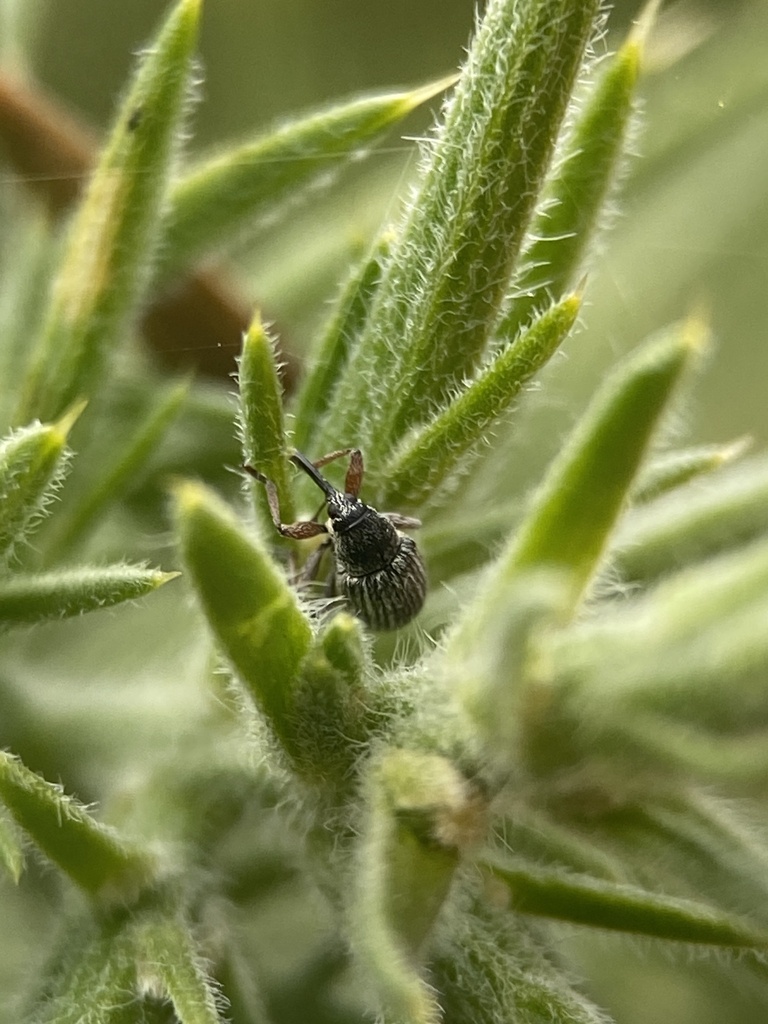 Gorse Seed Weevil from Brynderwyn 0587, New Zealand on November 8, 2024 ...