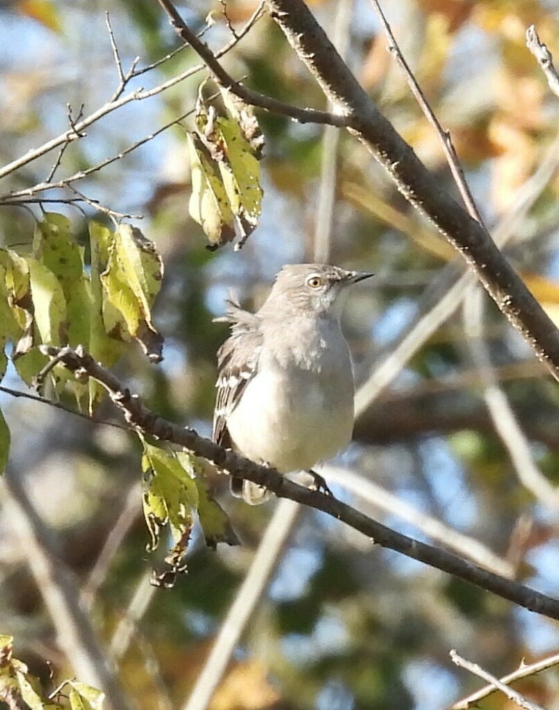 Northern Mockingbird from Co. Rd. 27, Lauderdale County, AL, USA on ...