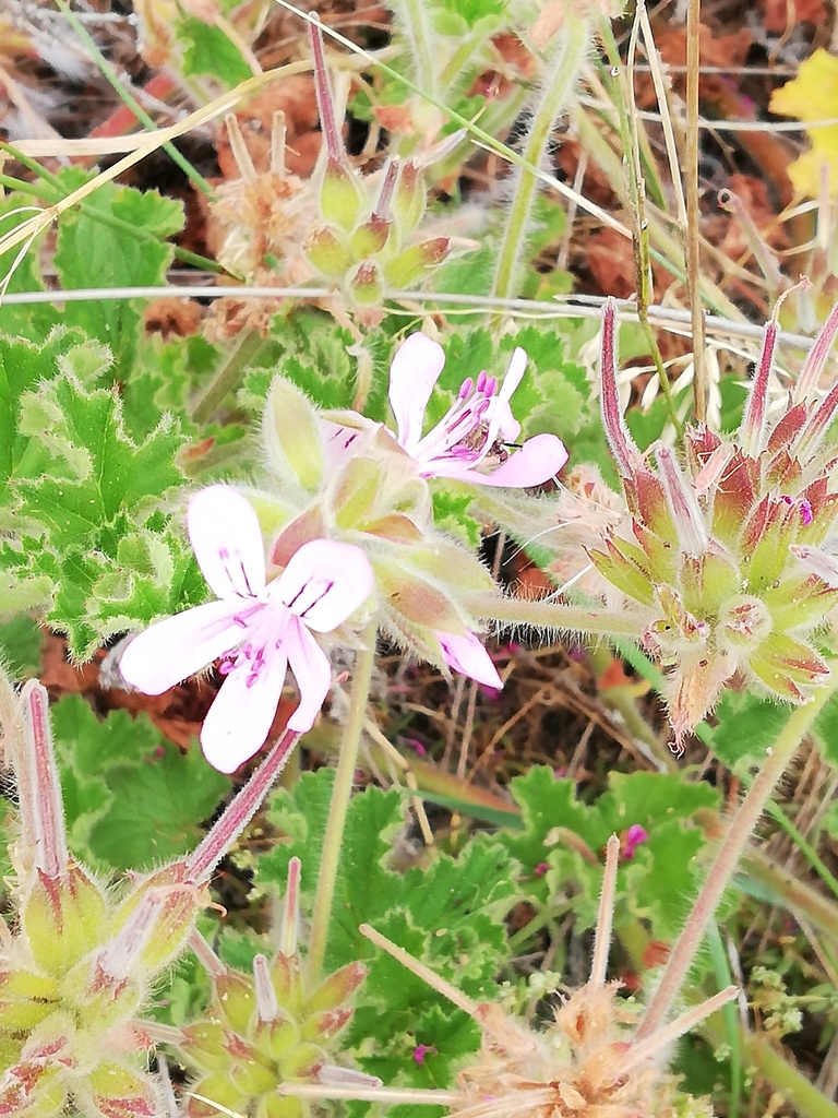 rose-scented geranium from Coot Club on November 20, 2024 at 11:55 AM ...