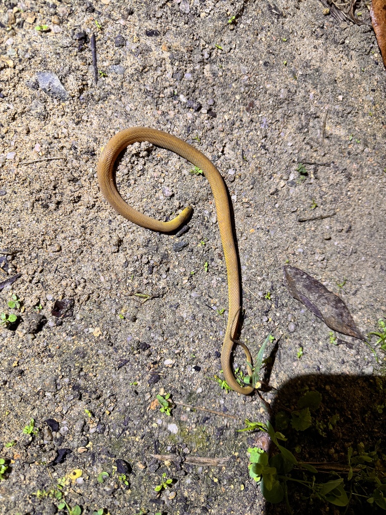 Boulenger's Odd-scaled Snake from 尖峰岭国家森林公园, 海南省, CN on November 23 ...