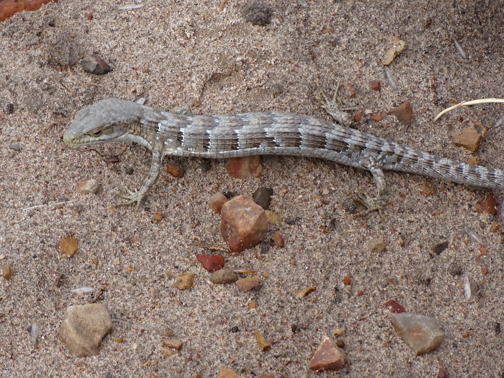 Southern Alligator Lizard from San Luis Obispo County, CA, USA on ...