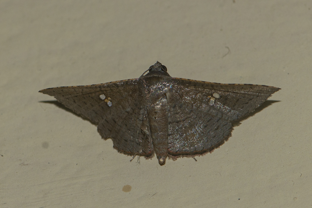 Sapodilla Borer Moth from Sub-Divisional Hospital, Jengjal on November ...